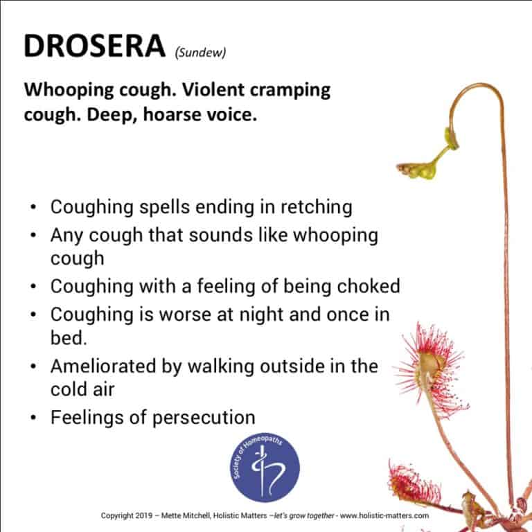 Drosera: a top homeopathic remedy for coughs - The Natural Health Hub